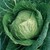 CABBAGE DUTCH Early Round Cabbage Seed Heirloom Qty: 300 - Etsy