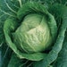 CABBAGE DUTCH Early Round Cabbage Seed Heirloom Qty: 300 - Etsy