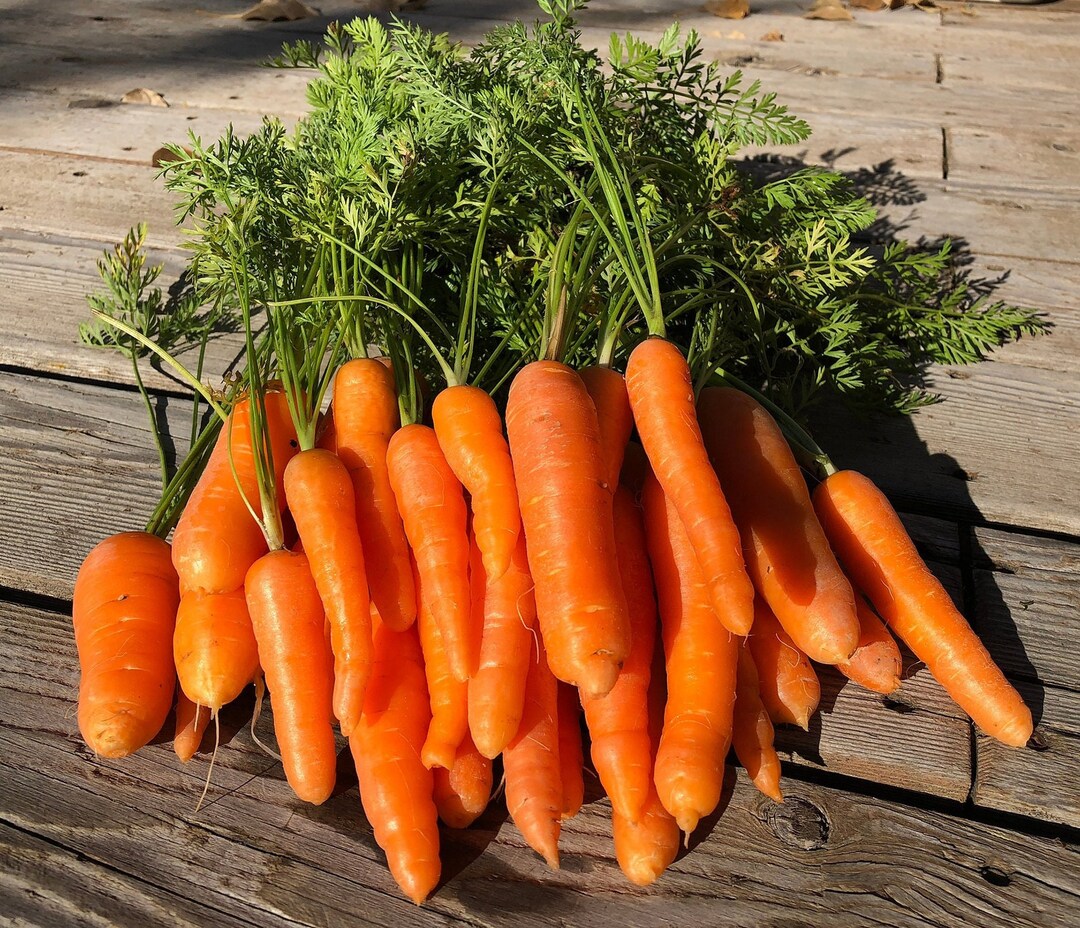 CARROTS - DANVERS 126 Carrot Seed - Heirloom - Qty: 600 - Etsy