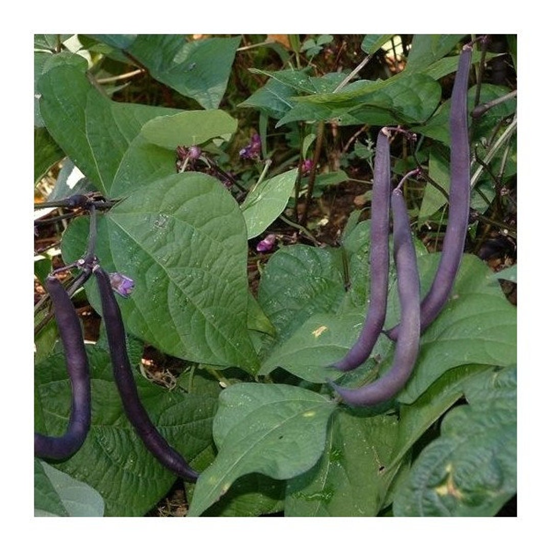 BEANS - (bush) ROYAL BURGUNDY Flat Bush Green Bean Seeds - Heirloom ...