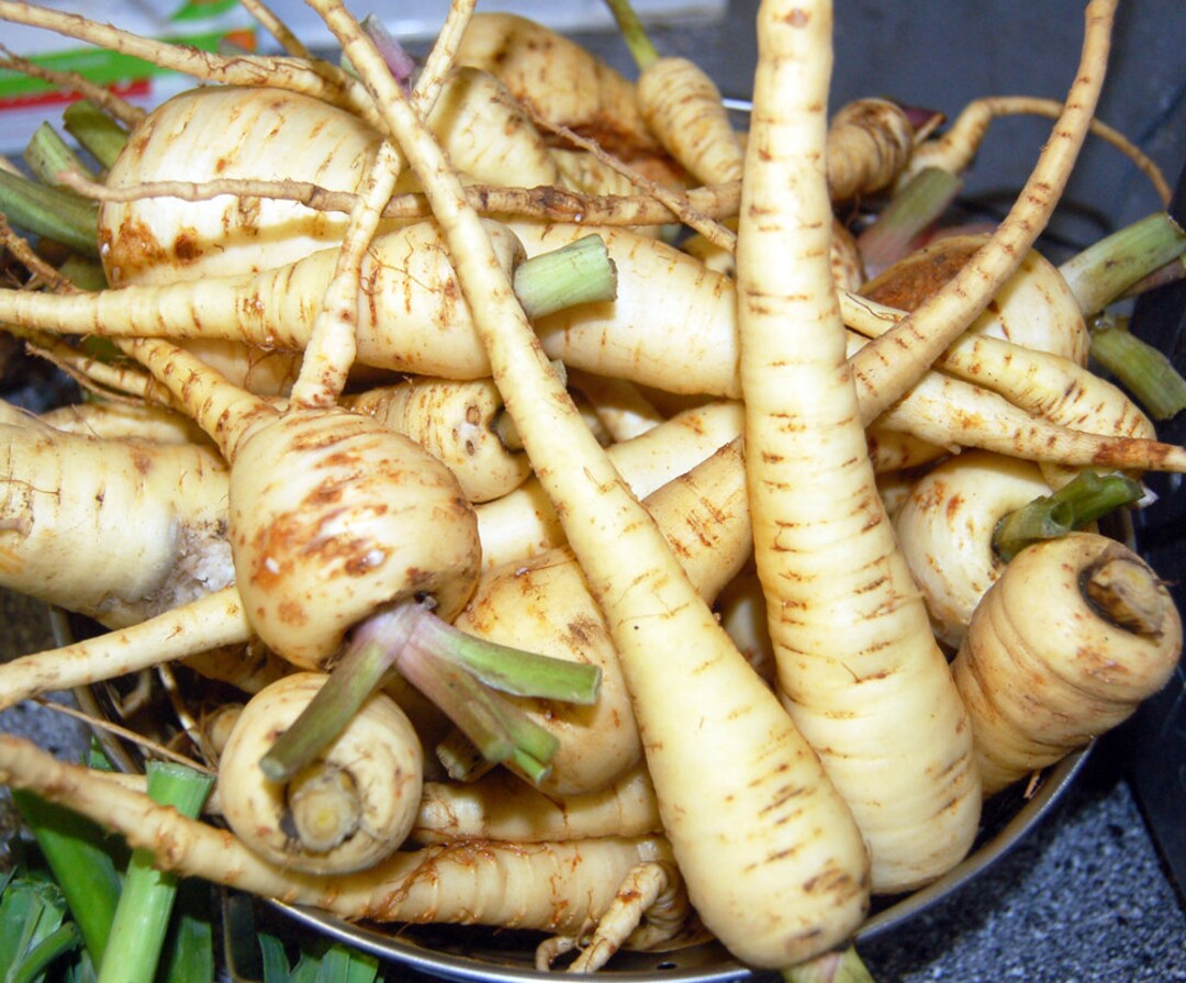 PARSNIP - HARRIS Early Model Parsnip Seeds - Heirloom - Pastinaca ...
