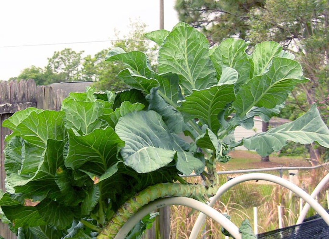 COLLARD - GEORGIA SOUTHERN Collard Greens Seed - Heirloom - Qty: 300 - Etsy