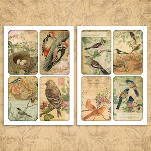 Printable Vintage Birds Scrapbook Kit: Digital Download, Bird, Pockets ...