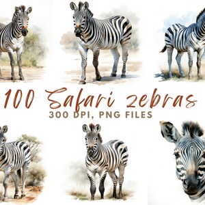 Zebra Clipart Jungle Drawings | 100 PNG Images | Water Color Print ...