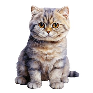 British Shorthair Png – British Shorthair Clip Art – British Shorthair ...
