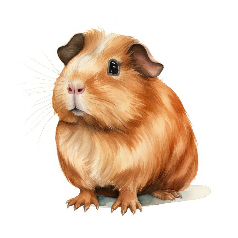 Guinea Pig Clipart Guinea Pig Png Bundle Watercolor Clipart - Etsy