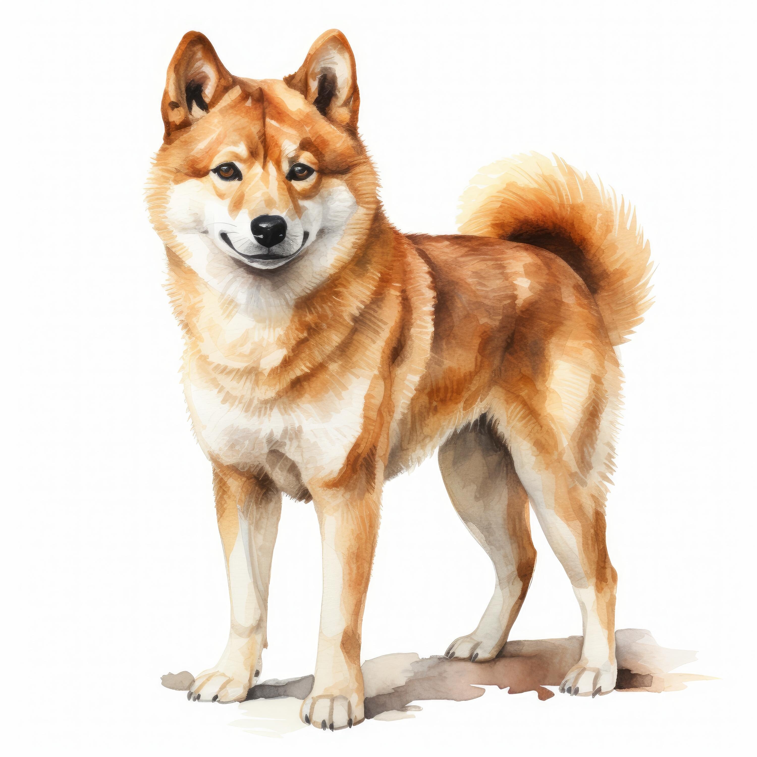 Shiba Inu Png Bundle – Shiba Inu Clipart – POD Allowed – Commercial Use ...
