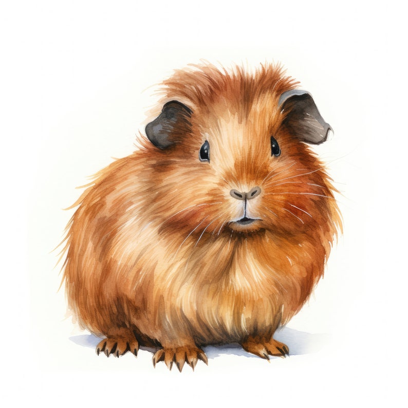 Guinea Pig Clipart, Guinea Pig Png Bundle, Watercolor Clipart, Guinea ...