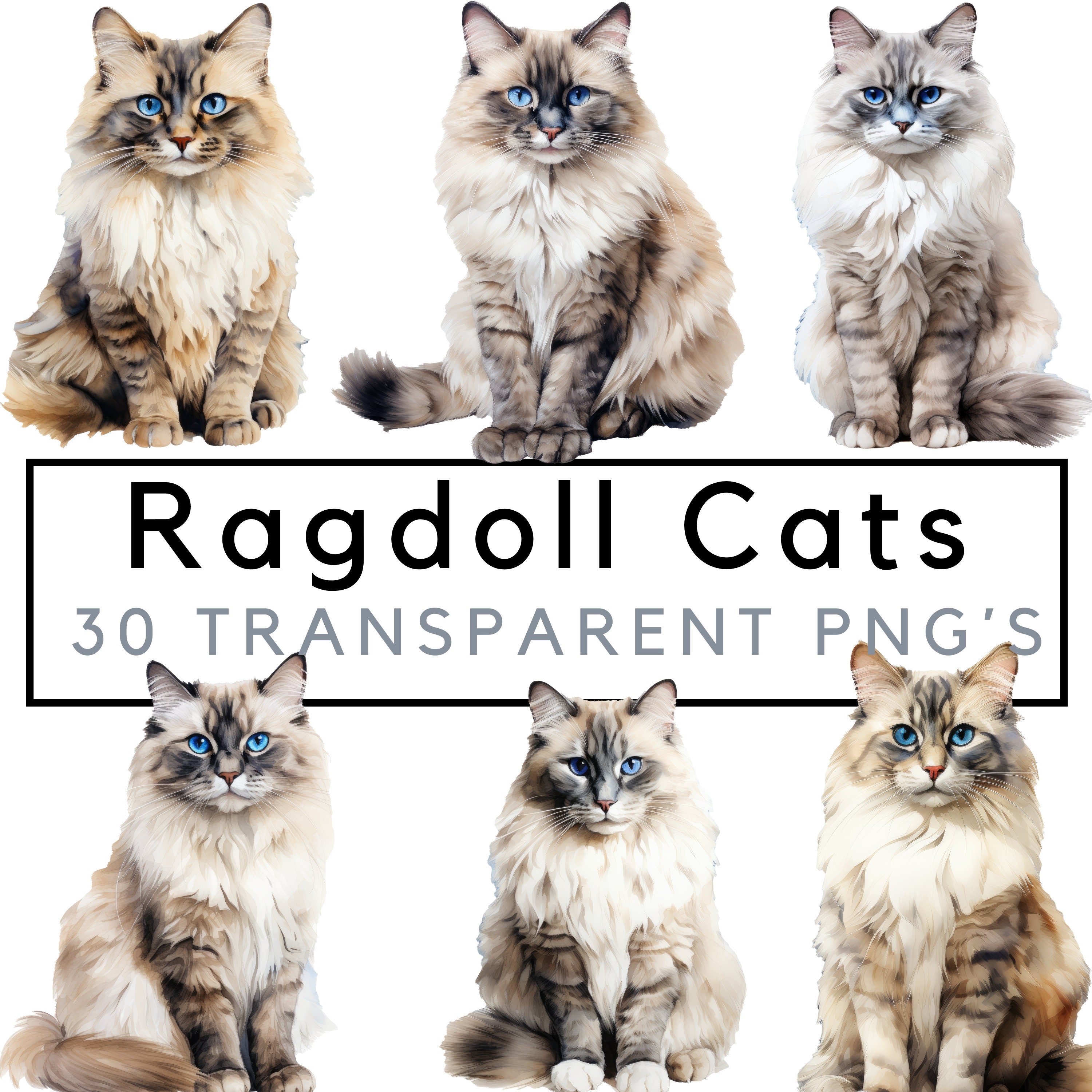 Watercolor Ragdoll Cats Clipart Ragdoll Kitten Clip Art - Etsy