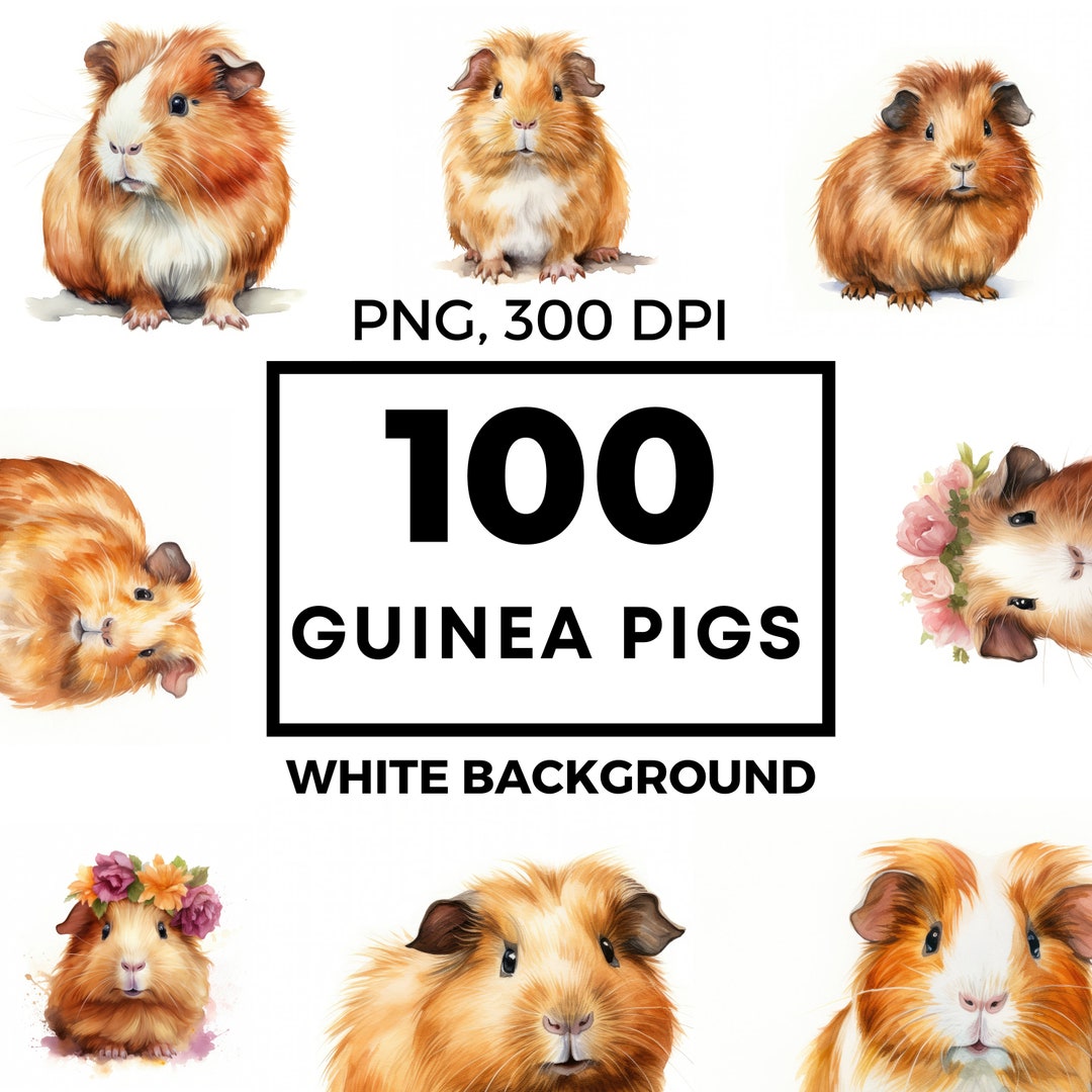 Guinea Pig Clipart, Guinea Pig Png Bundle, Watercolor Clipart, Guinea ...