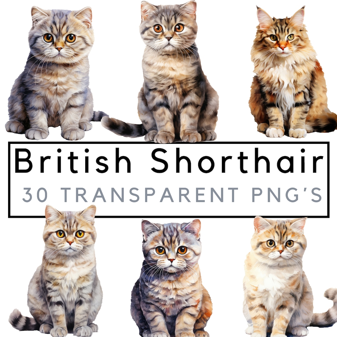 British Shorthair Clipart – British Shorthair Art – British Shorthair ...