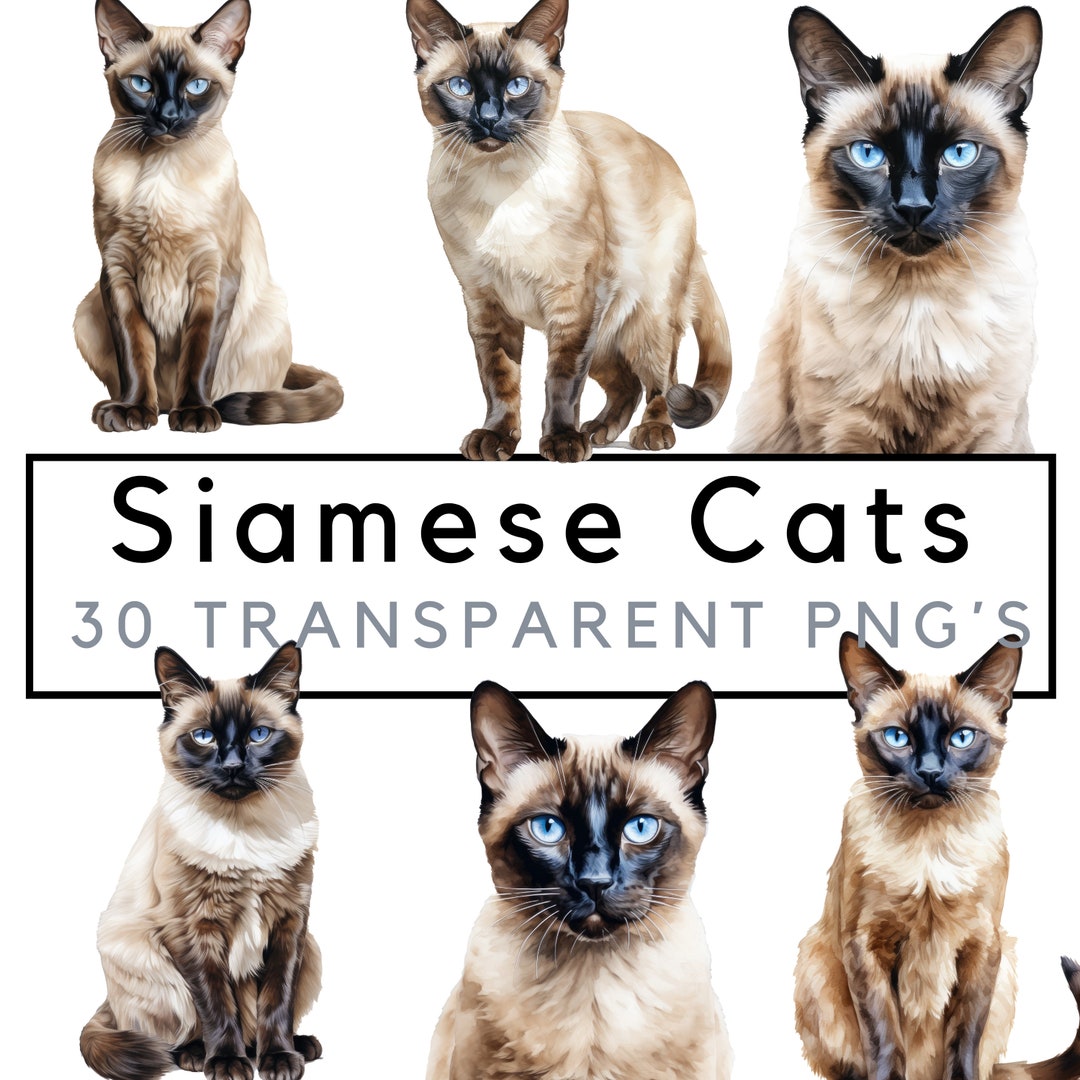 Siamese Clipart – Siamese Cat Png - POD Allowed – Siamese Sublimation – Siamese Wall Art ...