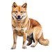 Shiba Inu Clipart Shiba Inu Png Bundle POD Allowed Commercial Use ...