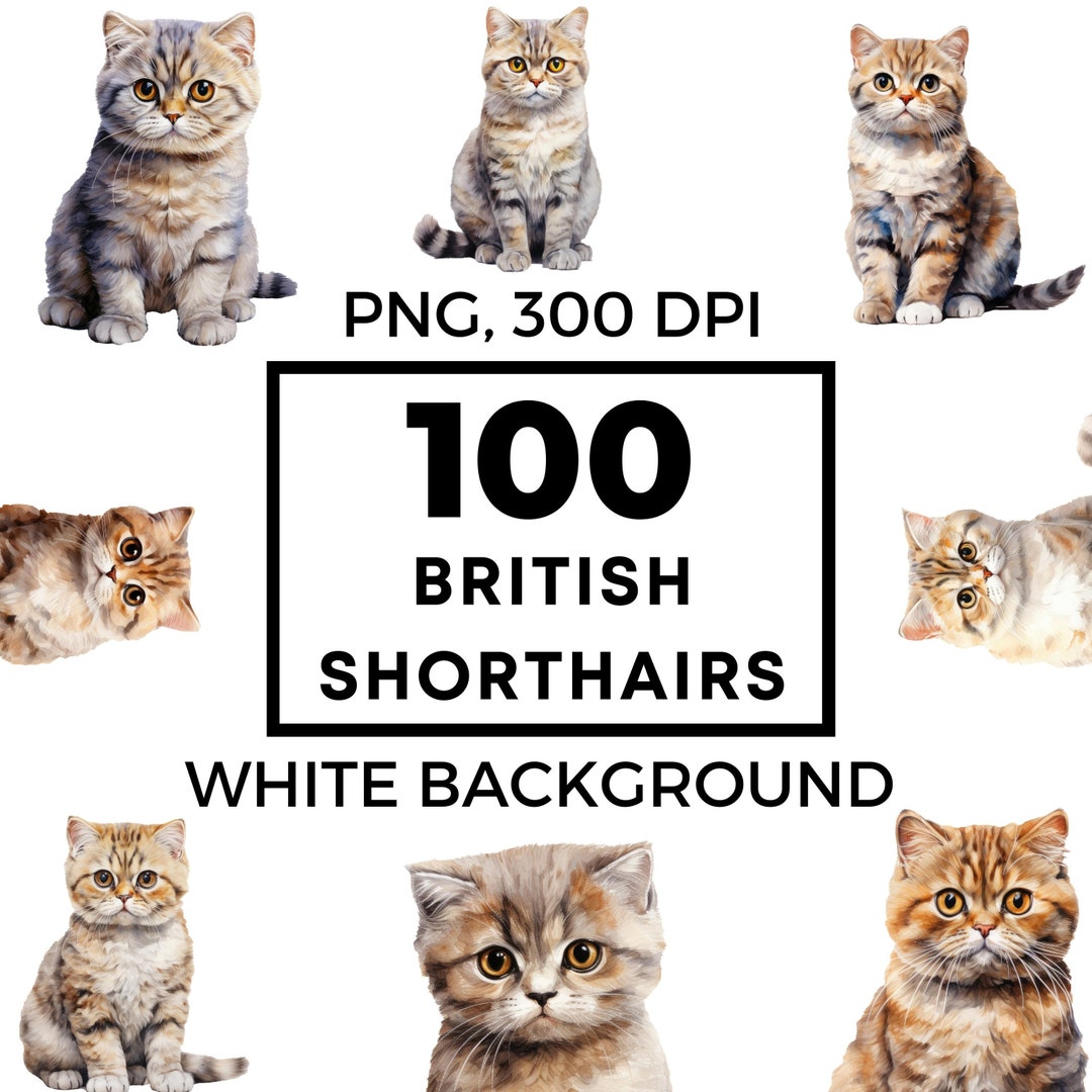 British Shorthair Png – British Shorthair Clip Art – British Shorthair ...