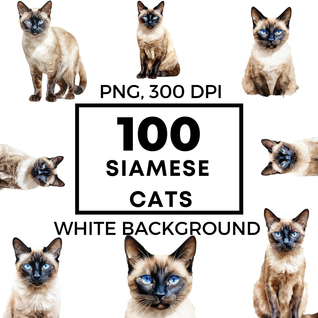 Siamese Cat Png Art – Siamese Cat Clipart - POD Allowed – Siamese Sublimation – Siamese Wall Art ...