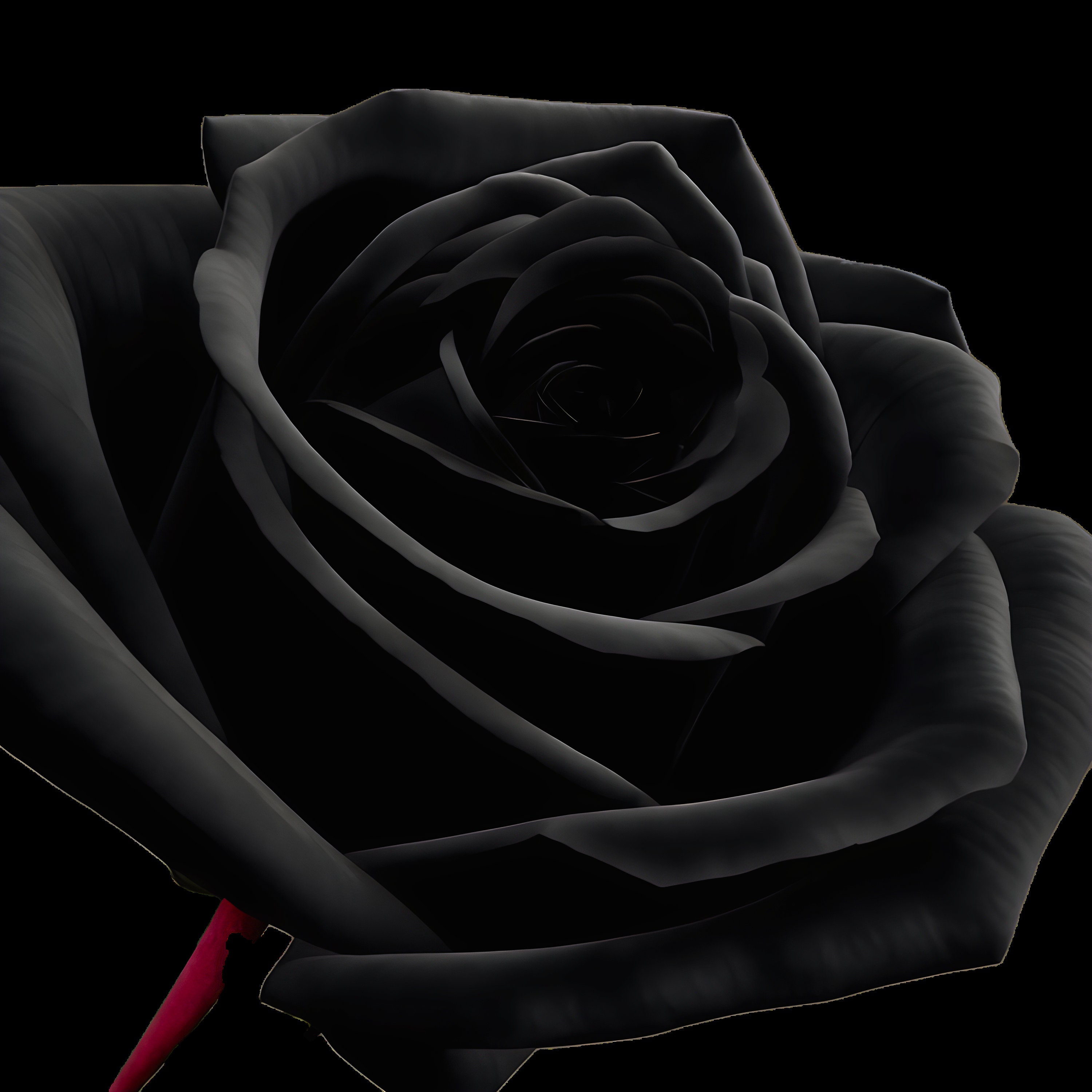 Black Roses With Transparent Background Black Roses for Wallpaper Wall ...