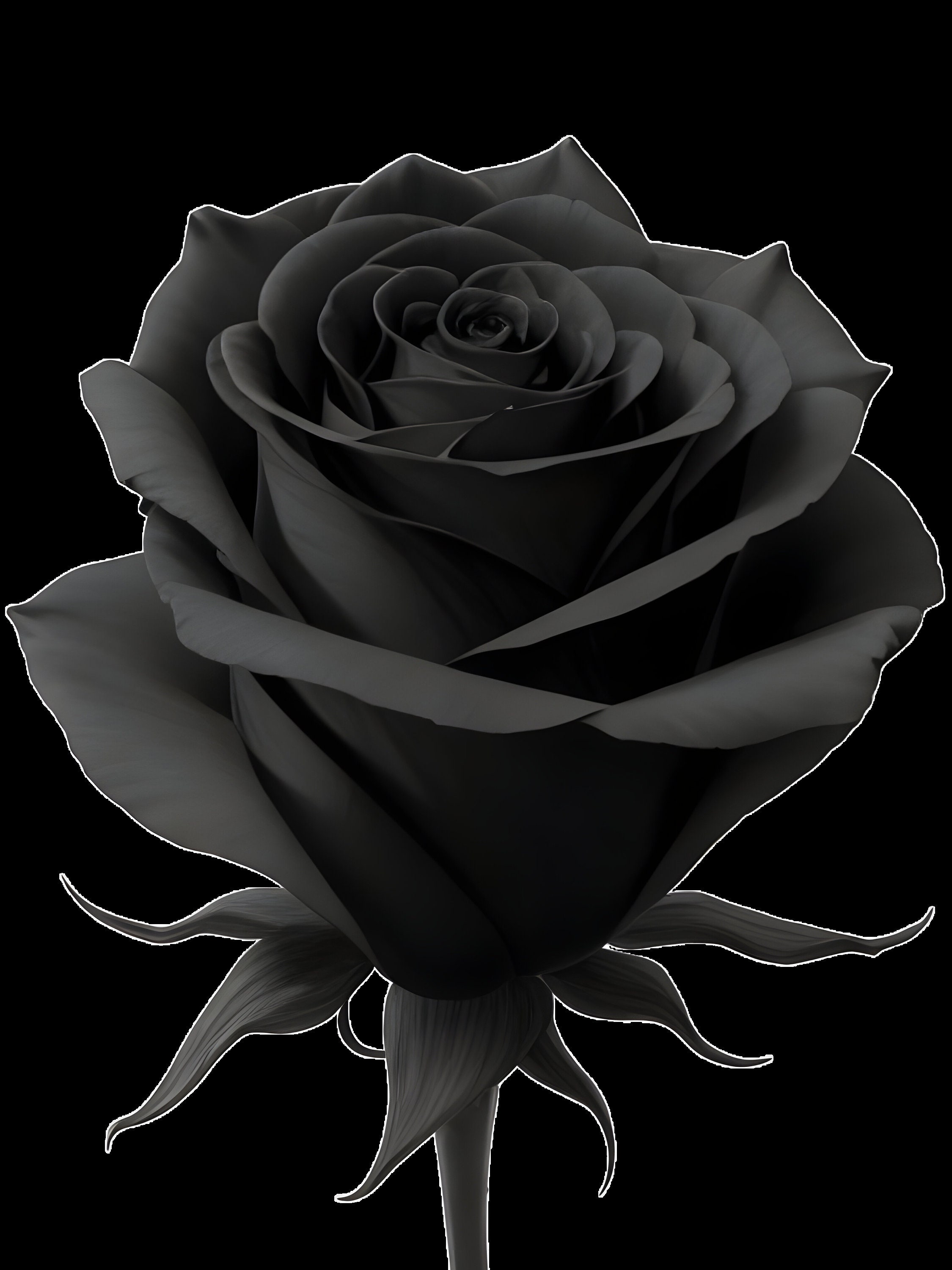 Black Rose Transparent Backrgound, Black Rose, Tranparent Rose, Black ...