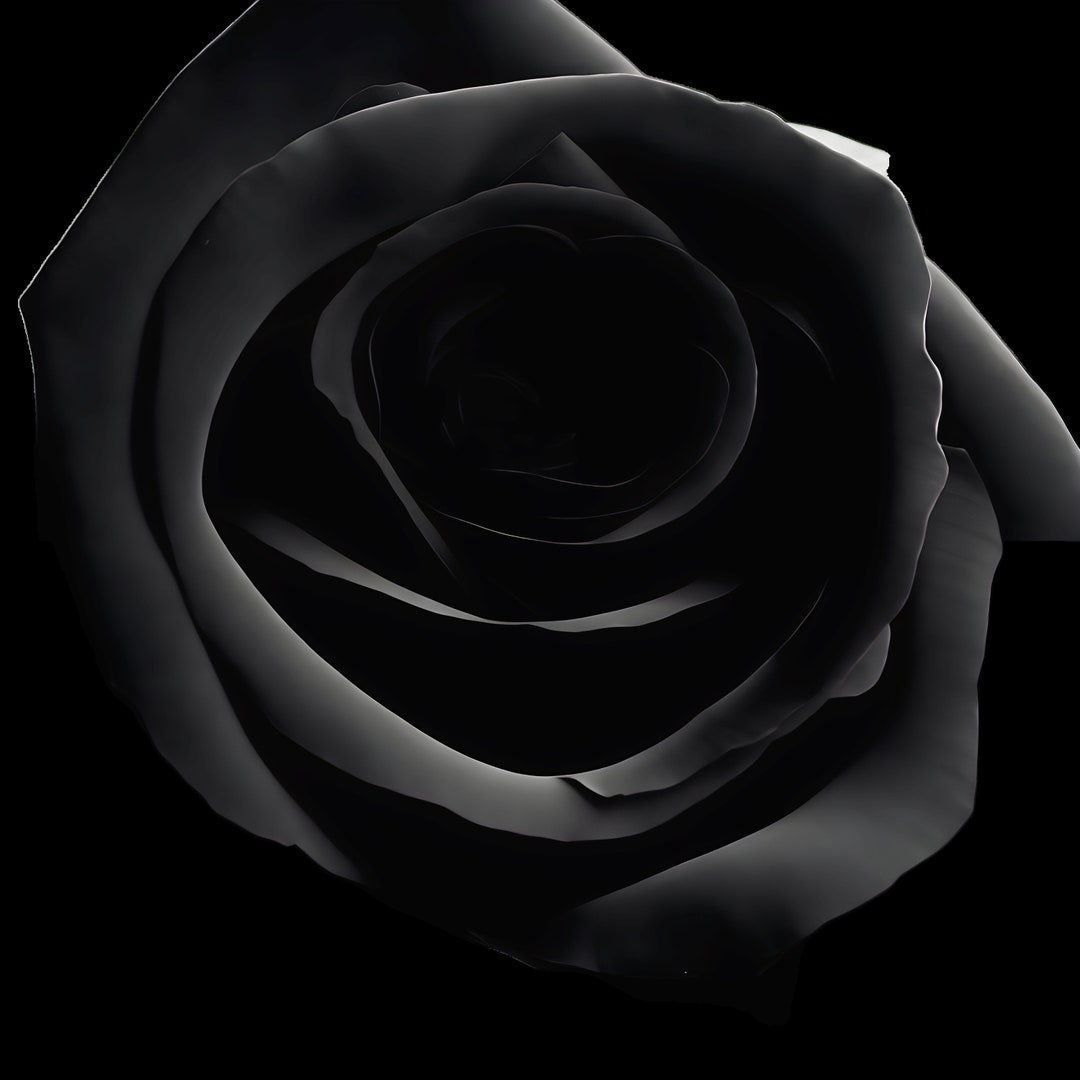 Black Roses With Transparent Background Black Roses for Wallpaper Wall ...