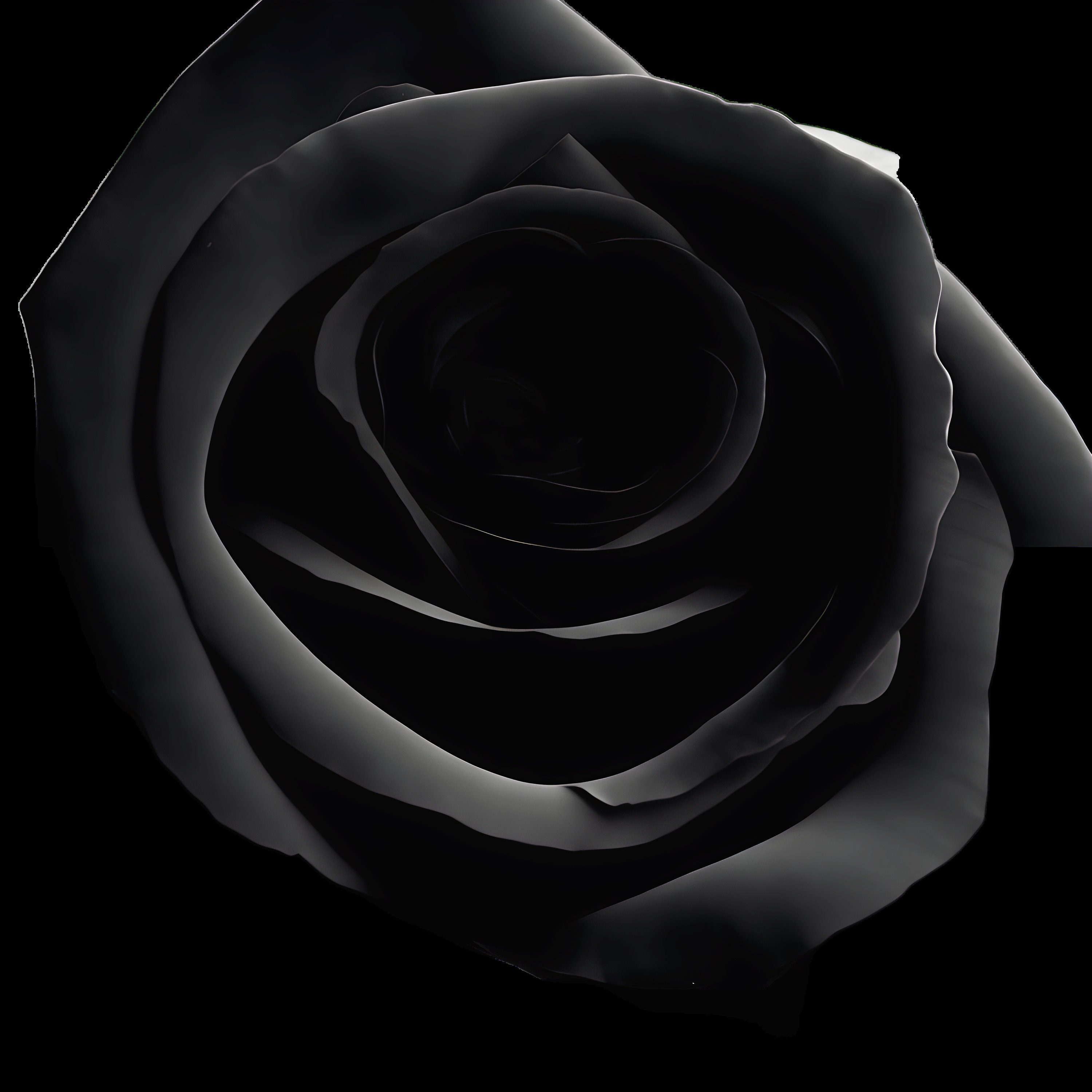 Black Roses With Transparent Background Black Roses for Wallpaper Wall ...