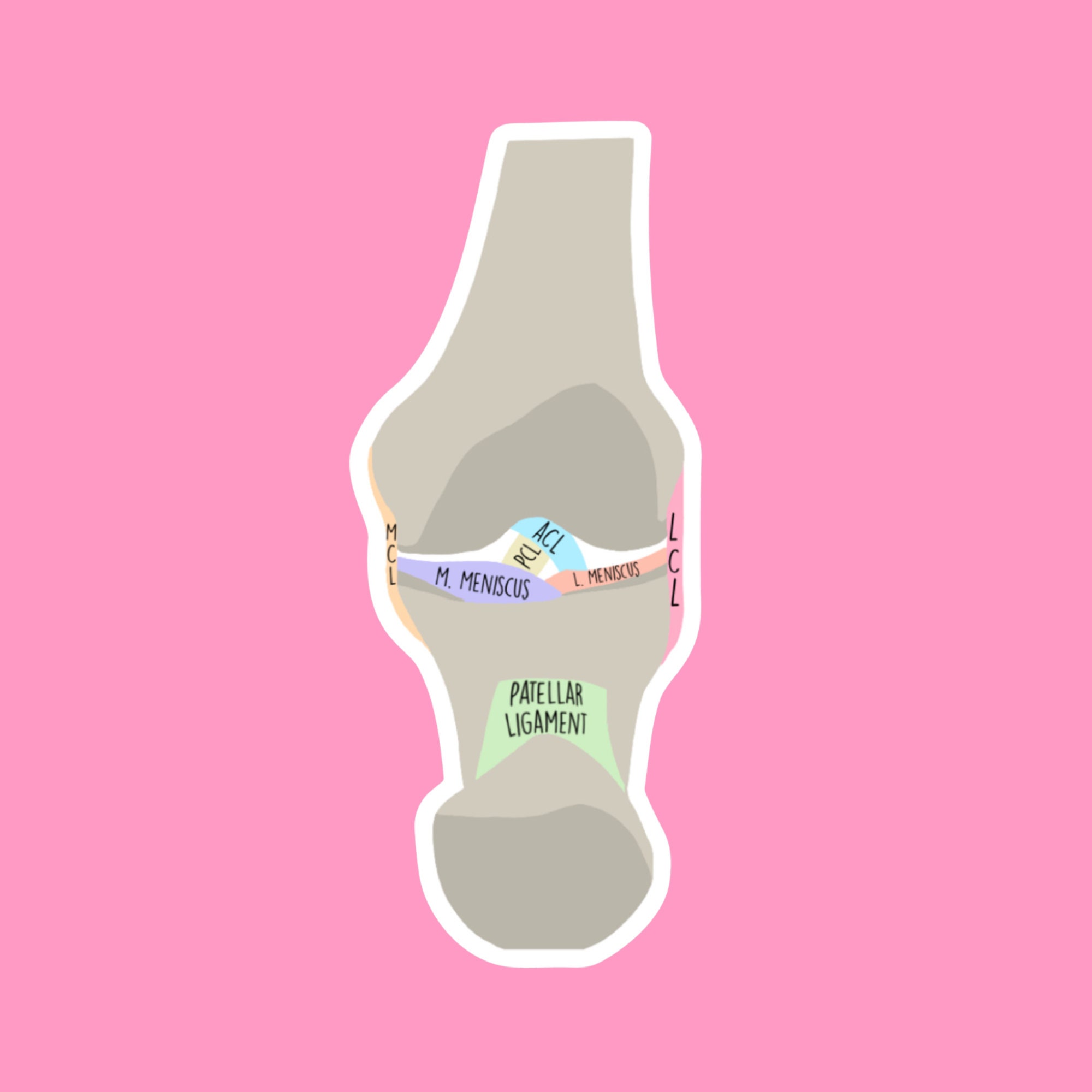 Labeled Anatomy Knee Sticker - Etsy