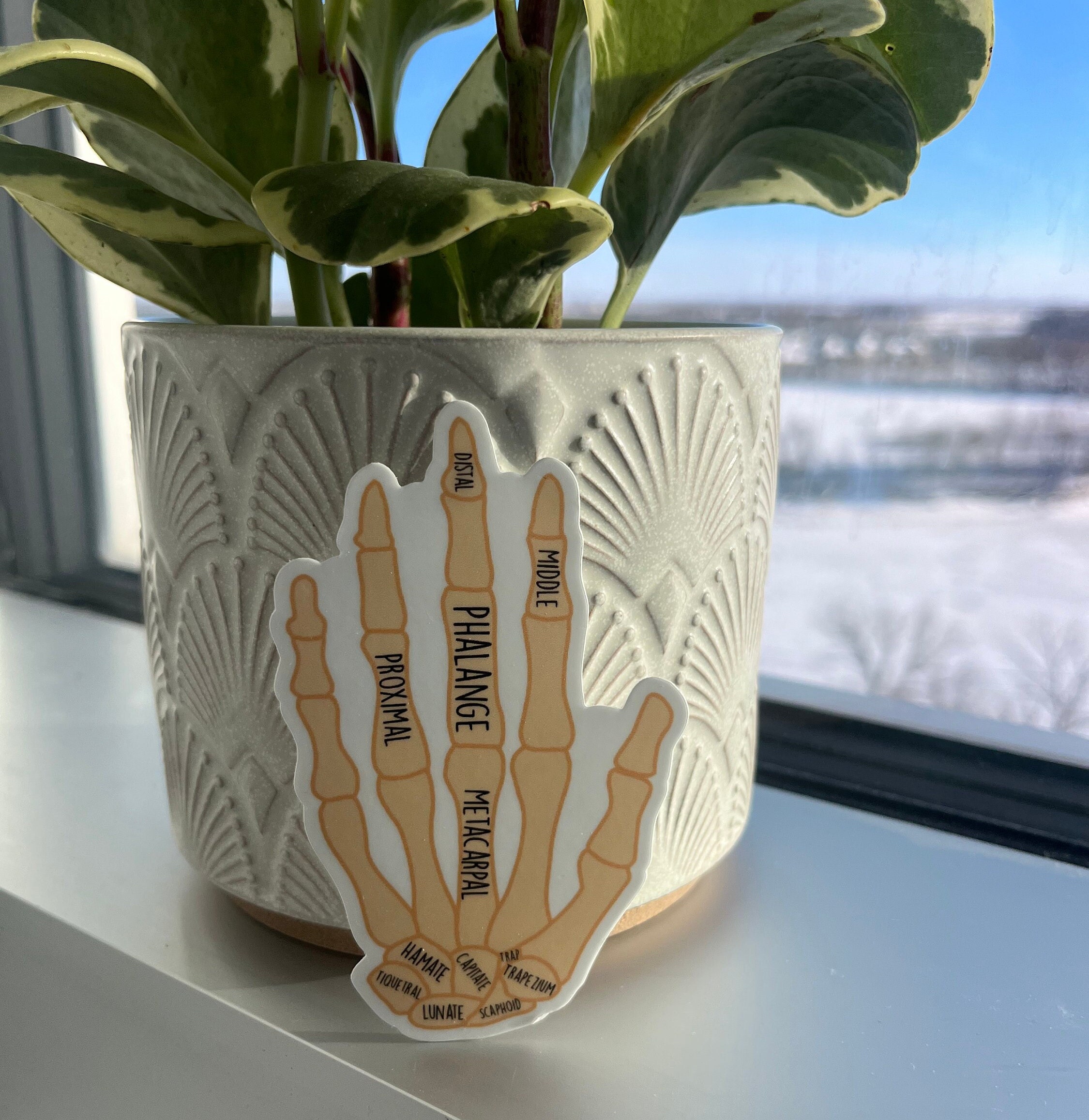 Labeled Hand Anatomy Sticker - Etsy