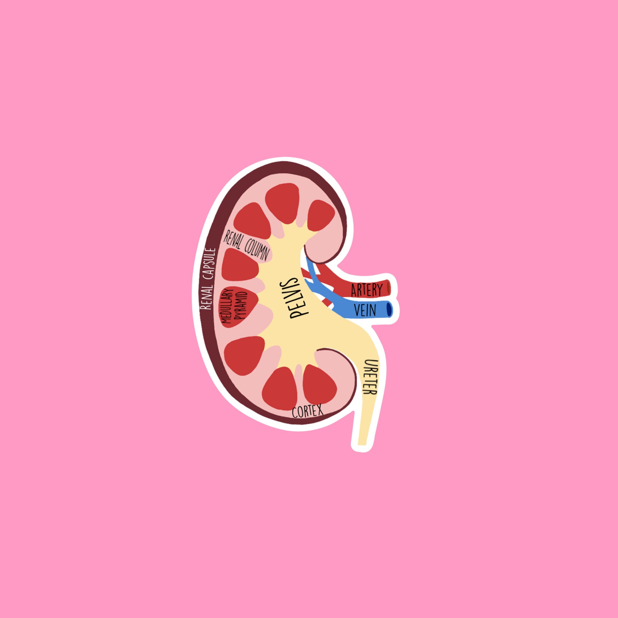 Labeled Kidney Anatomy Sticker - Etsy