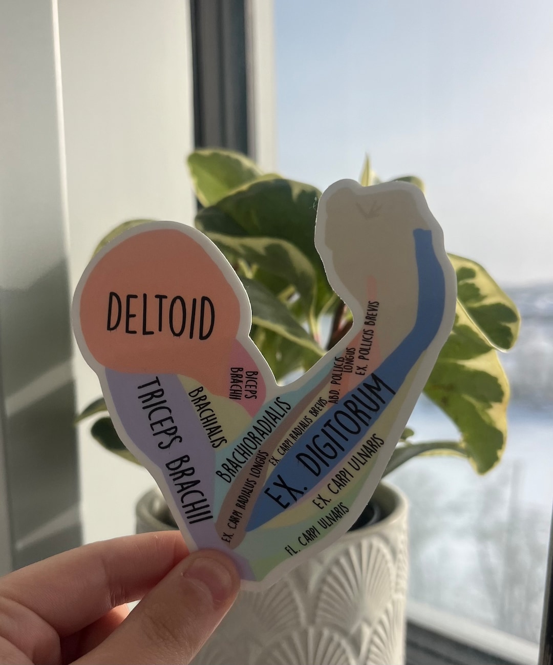 Misprinted Labeled Arm Anatomy Sticker - Etsy