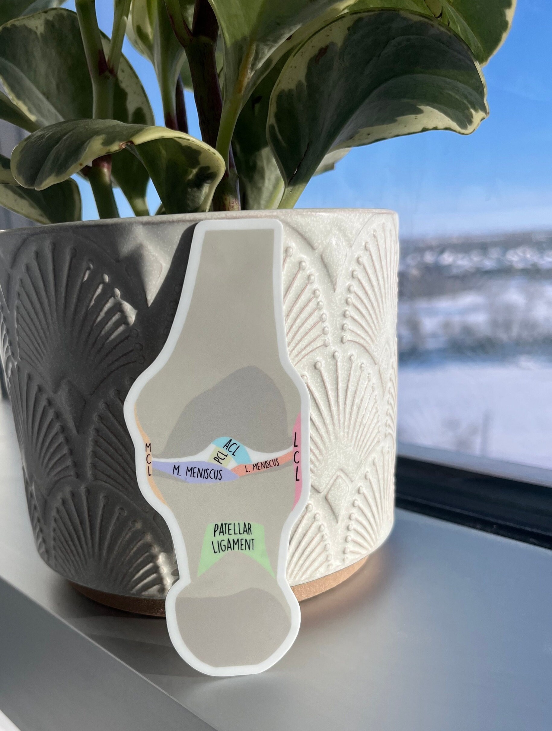 Labeled Anatomy Knee Sticker - Etsy