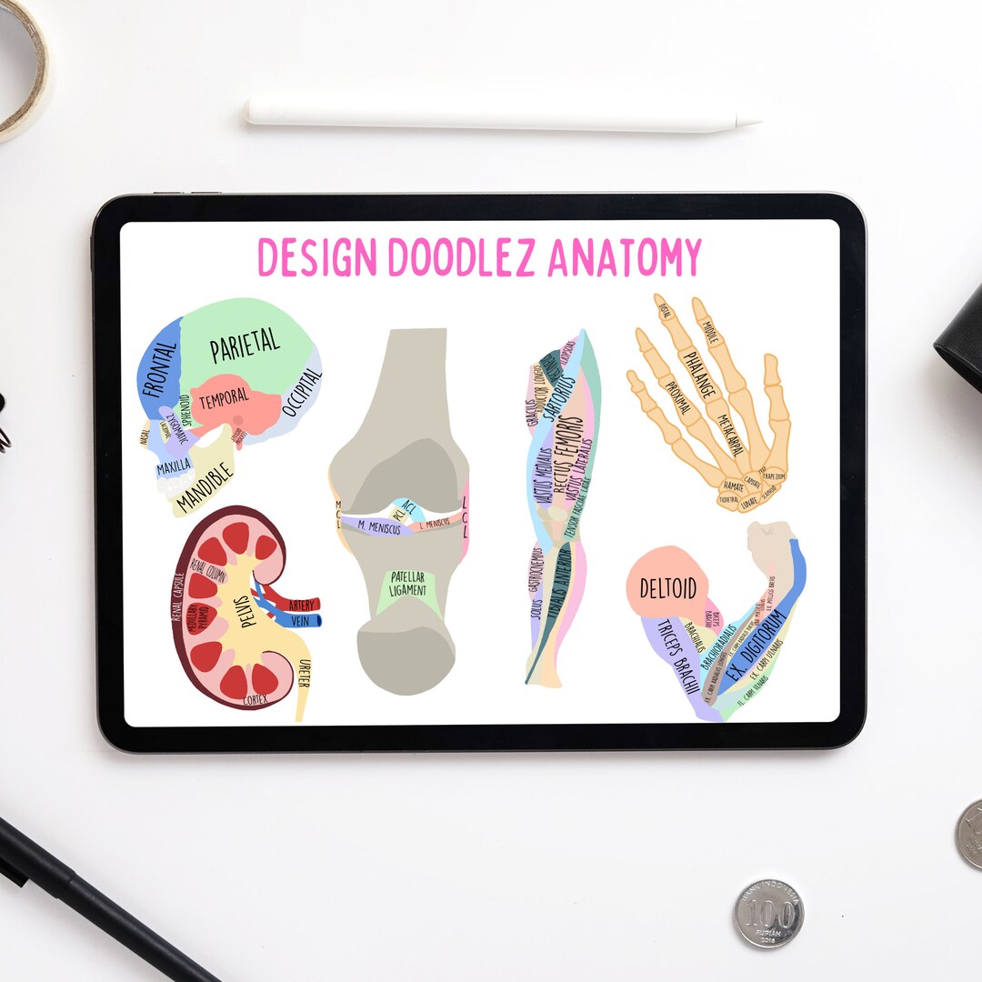 Labeled Digital Anatomy Stickers - Etsy