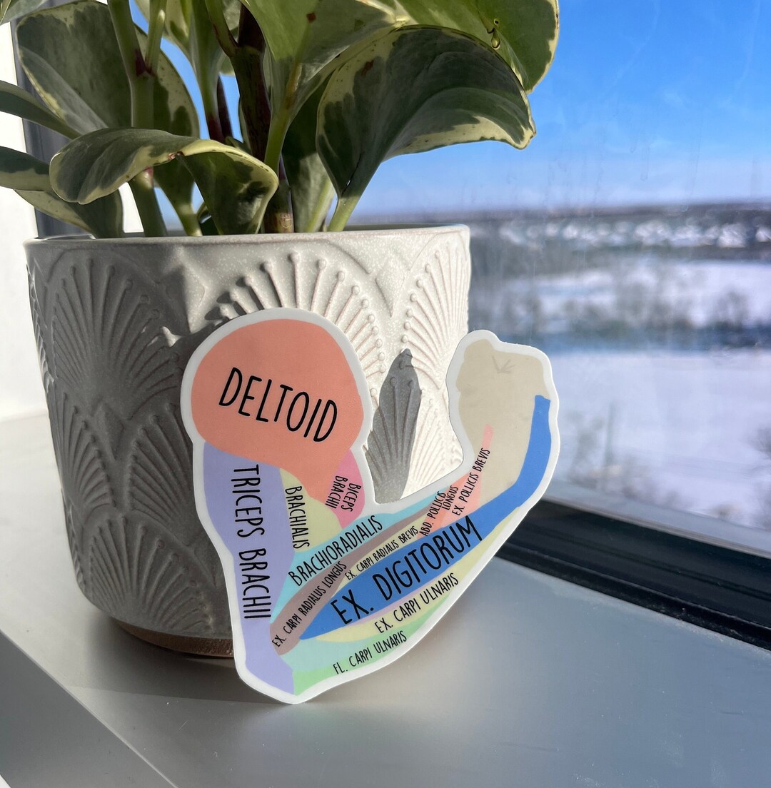 Labeled Arm Anatomy Sticker - Etsy