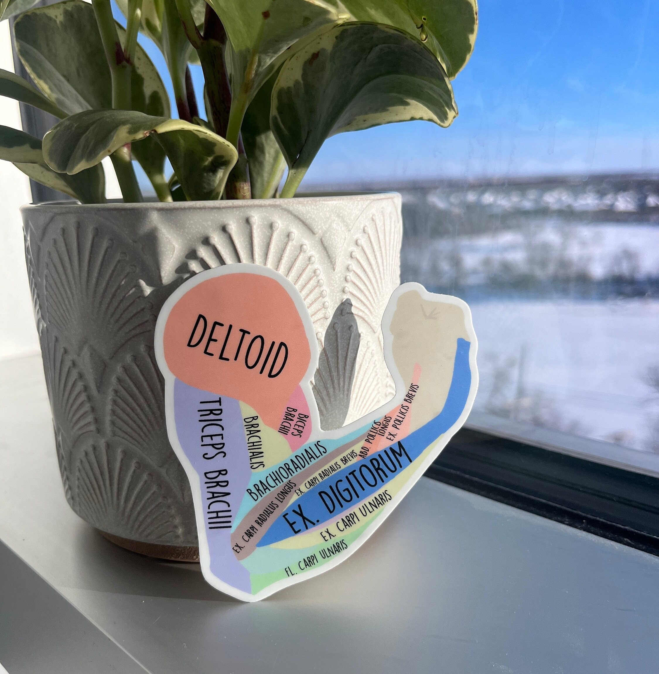 Labeled Arm Anatomy Sticker - Etsy