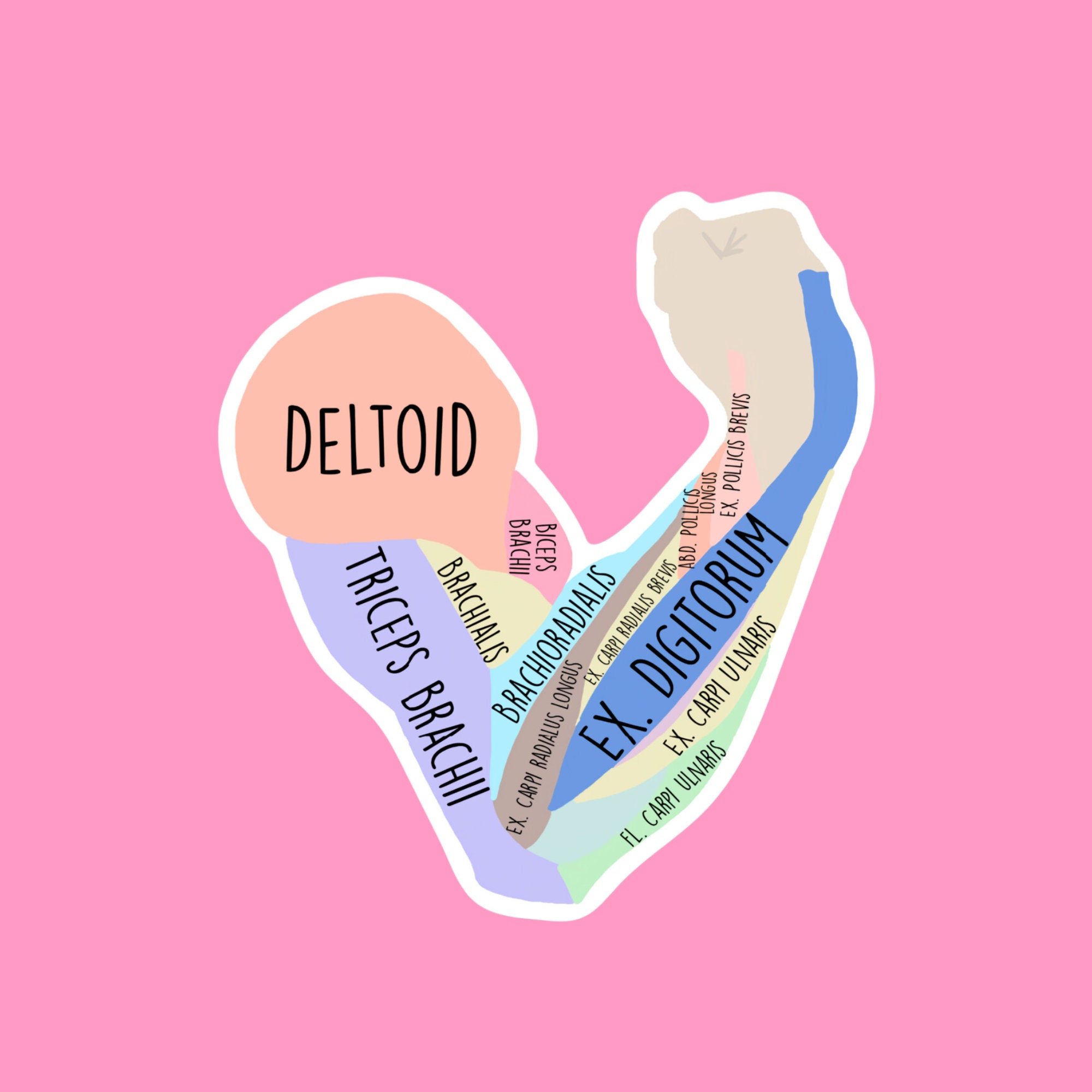 Labeled Arm Anatomy Sticker - Etsy