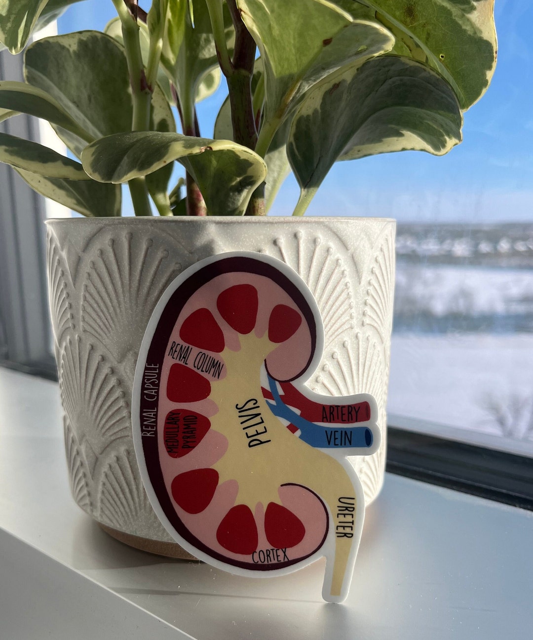 Labeled Kidney Anatomy Sticker - Etsy