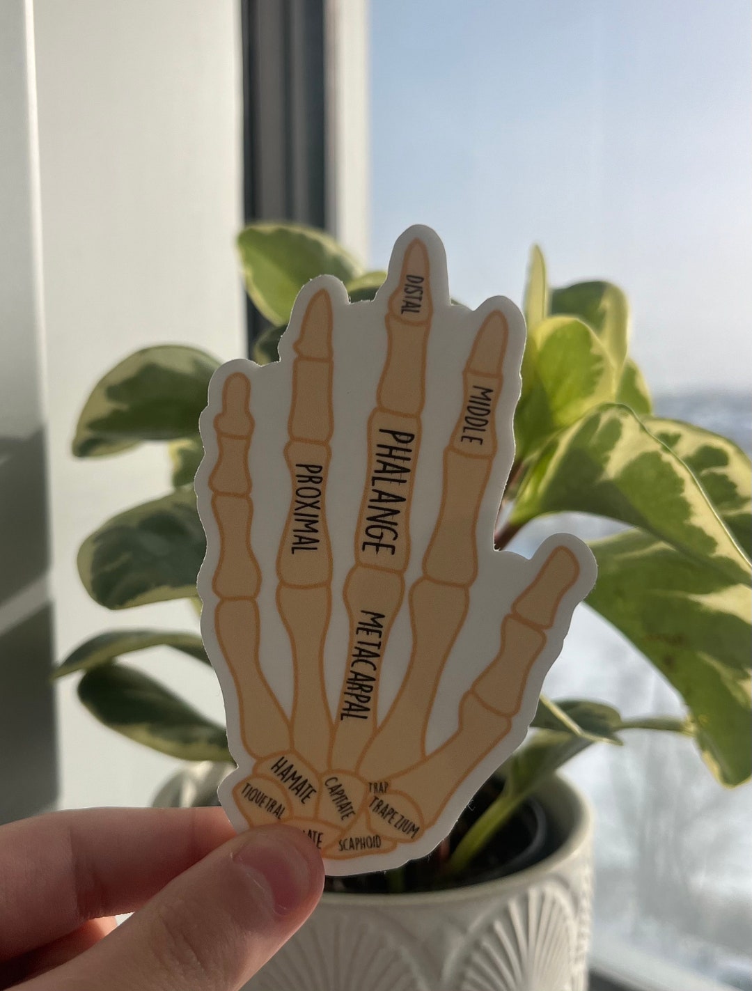 Misprinted Labeled Hand Anatomy Sticker - Etsy