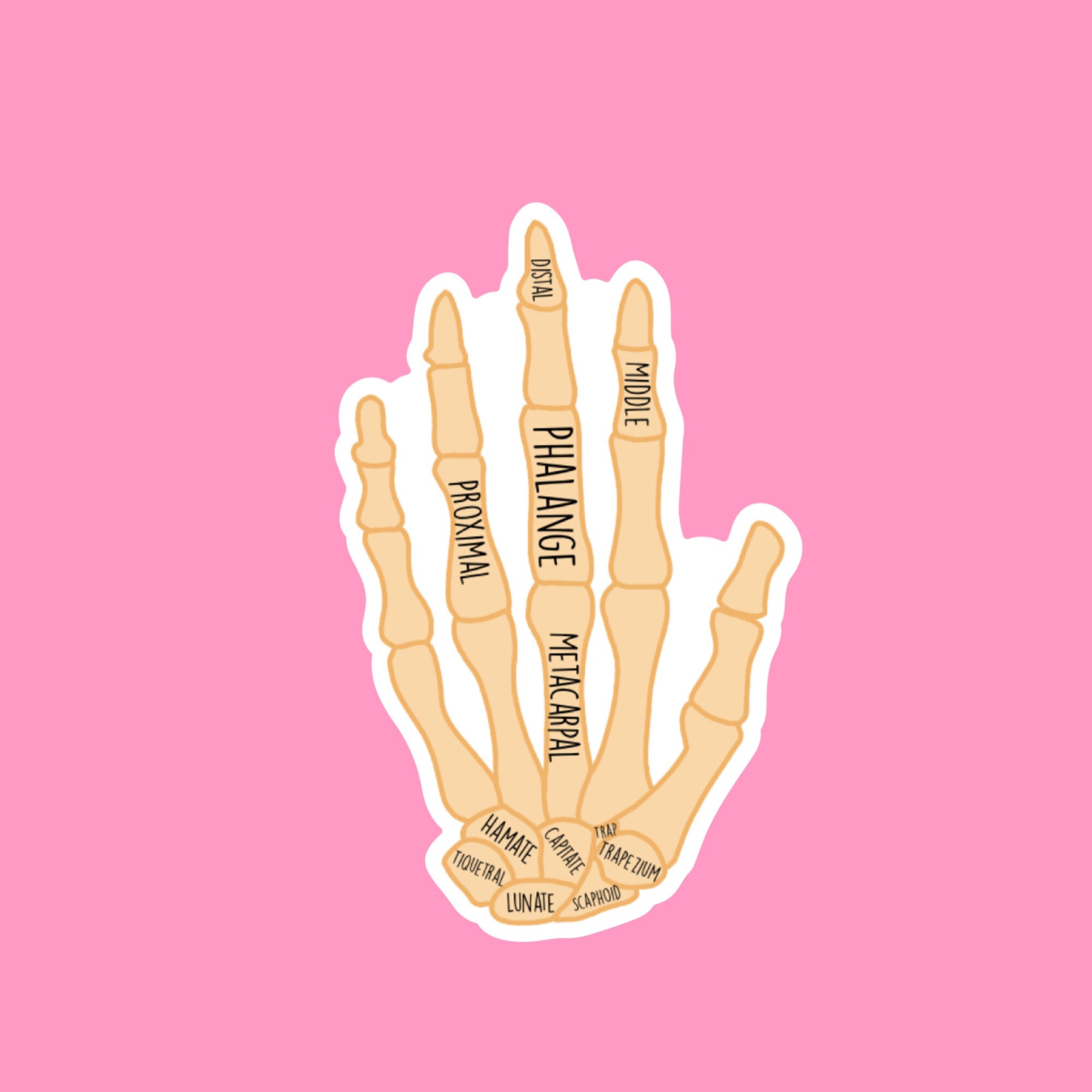 Labeled Hand Anatomy Sticker - Etsy