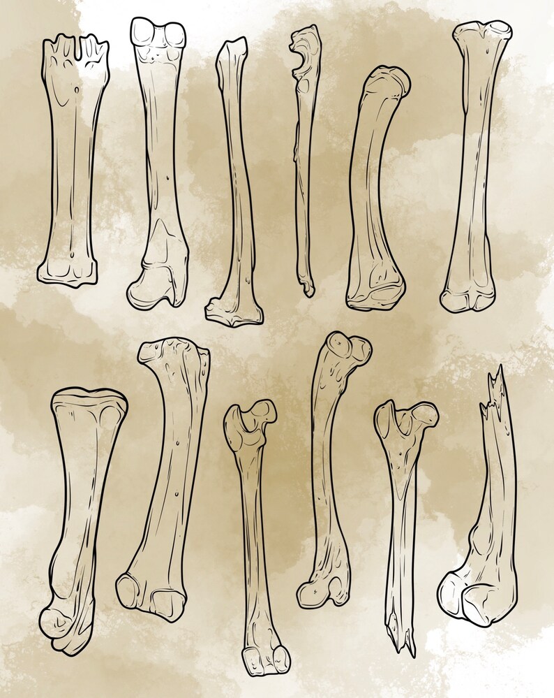 Bone Procreate Stamp Set 1 - 25 Bone Shard Brush Stamps | Illustrations ...