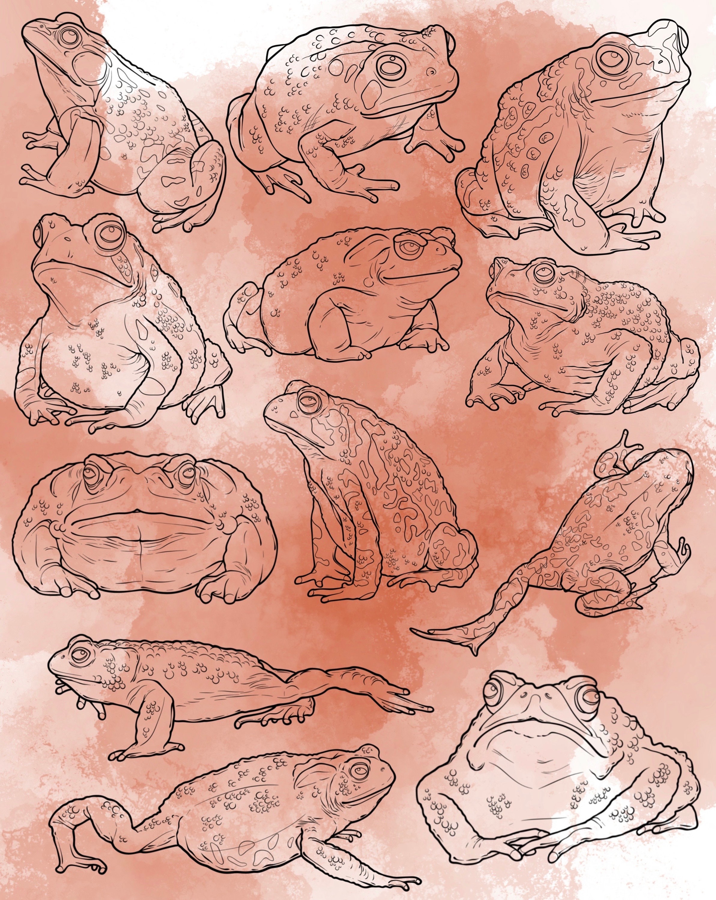 Toad Procreate Stamp Set 1 25 Toad, Frog, Amphibian Brush Stamps ...