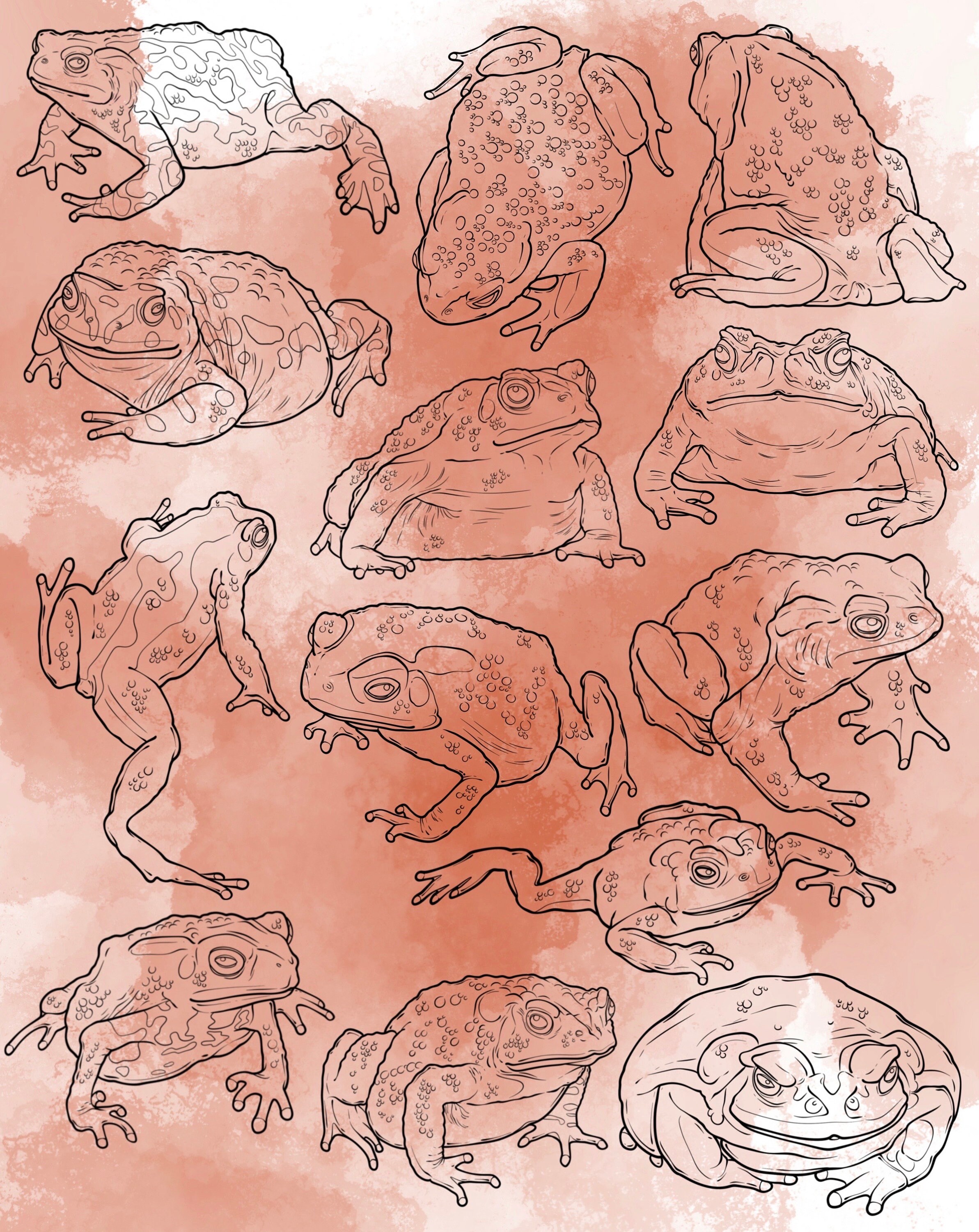Toad Procreate Stamp Set 1 25 Toad, Frog, Amphibian Brush Stamps ...