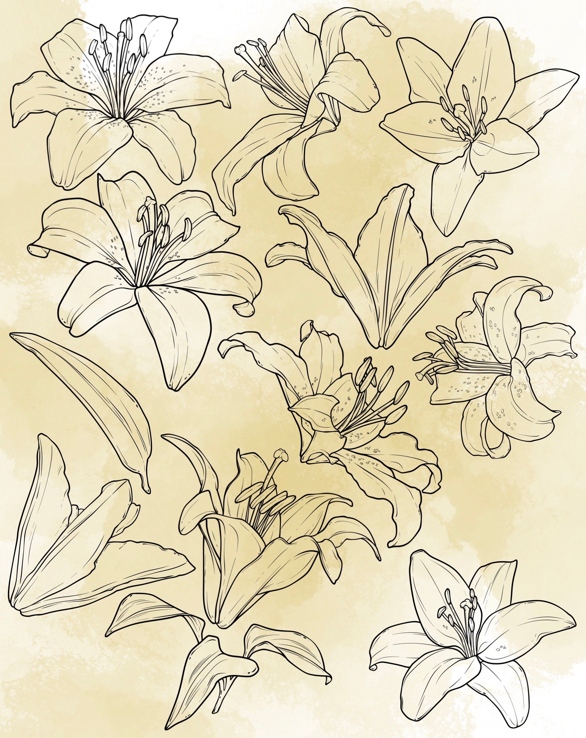 Lily Procreate Stamp Set 1 - 25 Lily Flower Floral Brush Stamps ...
