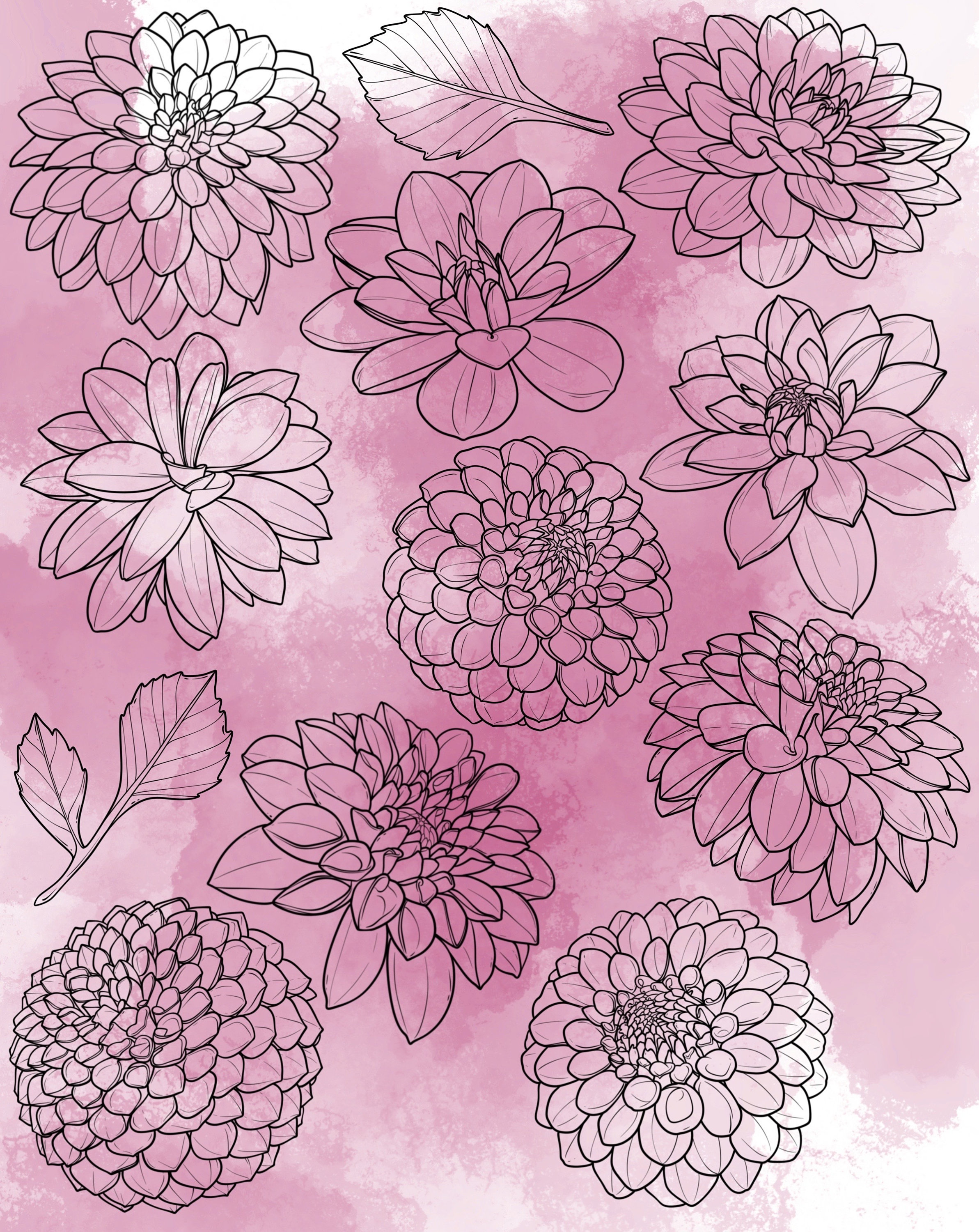 Dahlia Procreate Stamp Set 1 25 Dahlia Flower Brush Stamps - Etsy