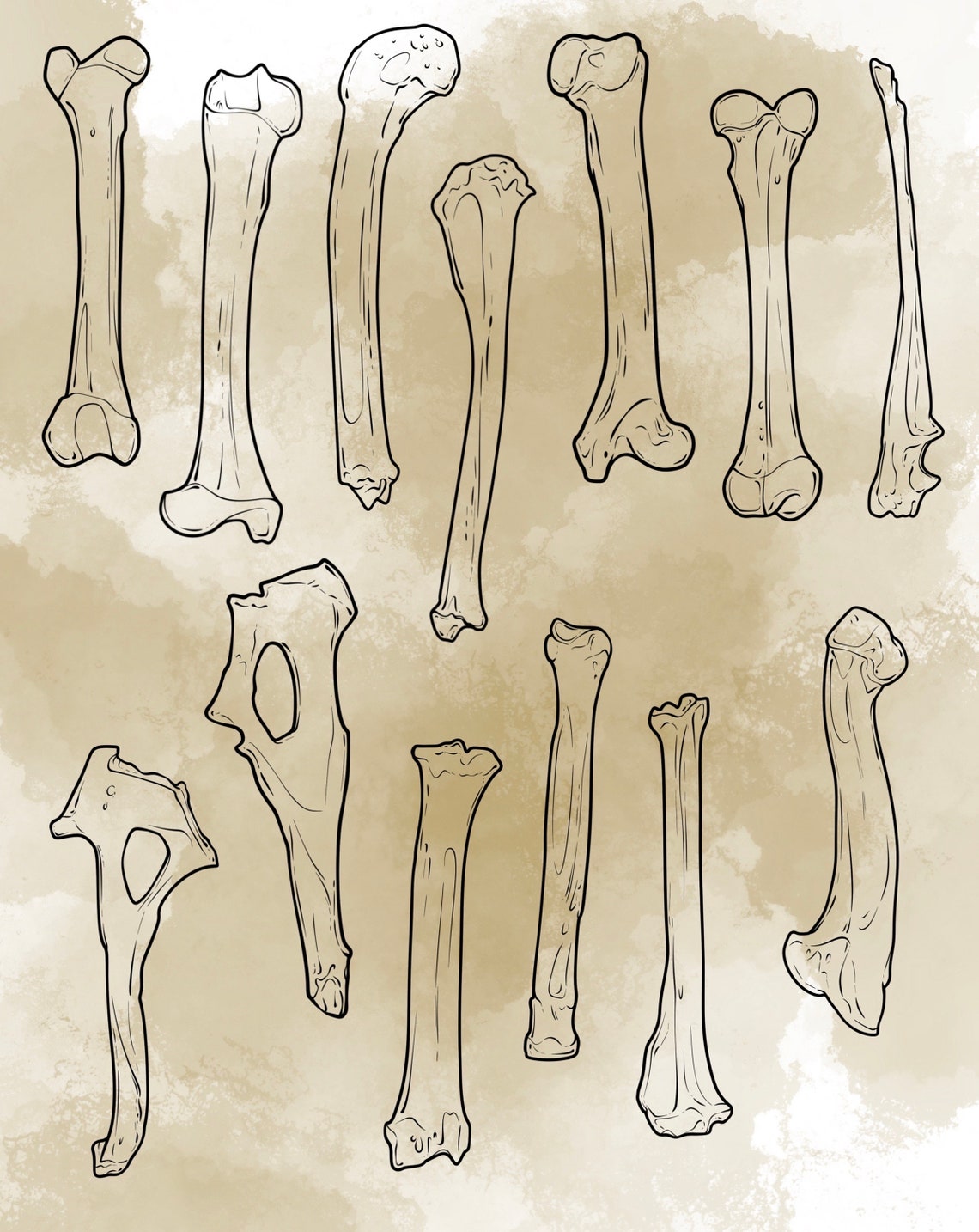 Bone Procreate Stamp Set 1 - 25 Bone Shard Brush Stamps | Illustrations ...