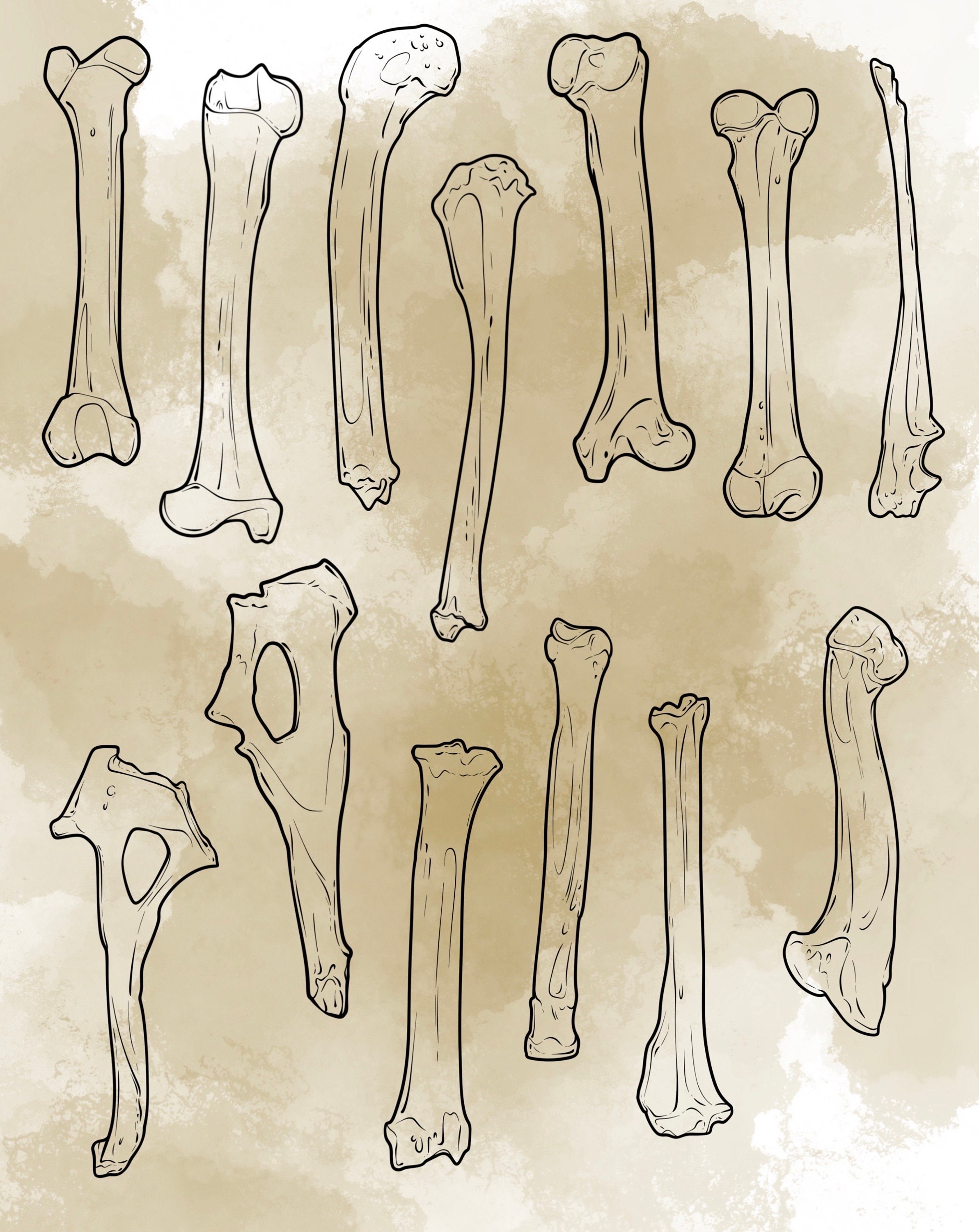 Bone Procreate Stamp Set 1 25 Bone Shard Brush Stamps - Etsy