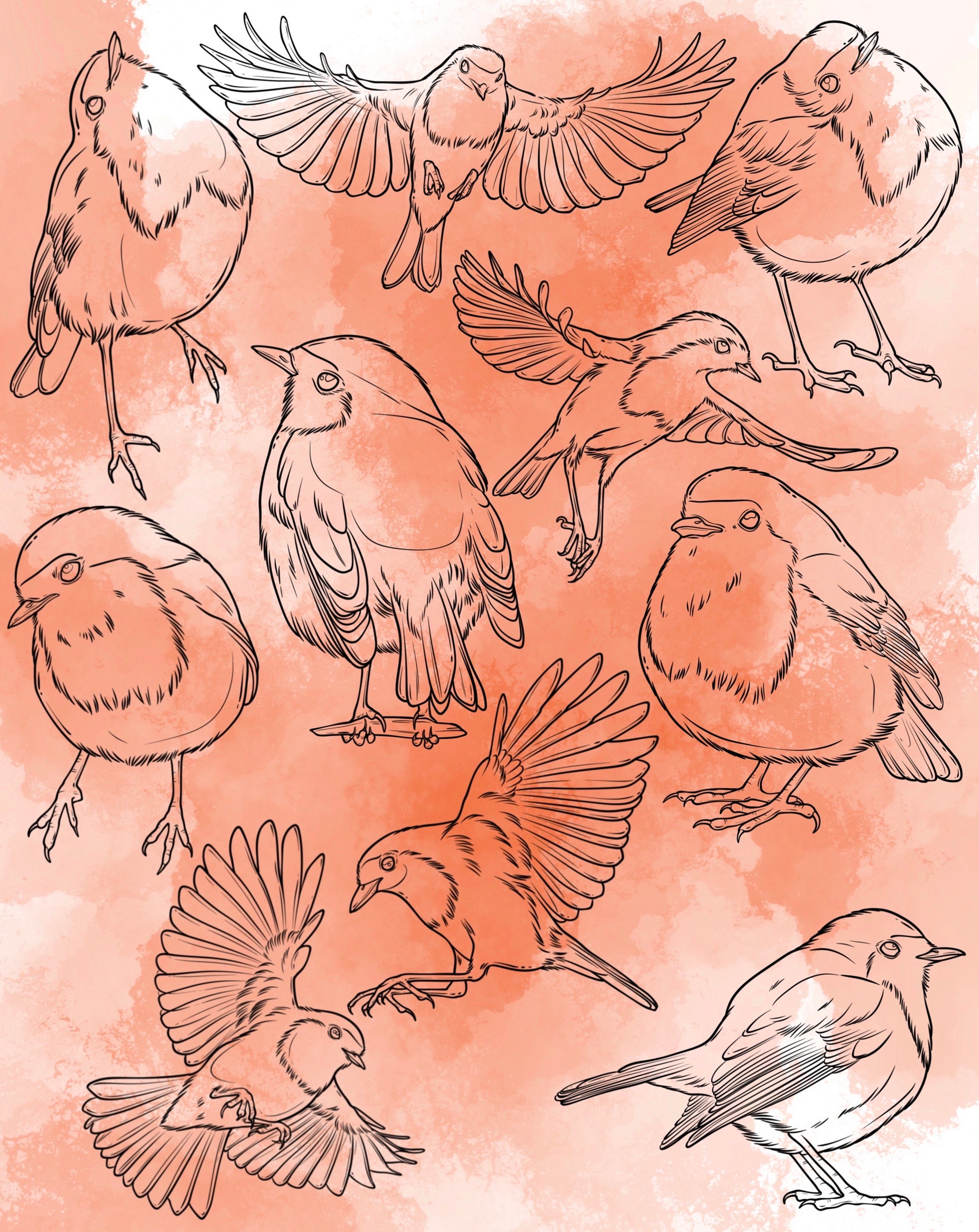 Robin Procreate Stamp Set 1 20 Robin Bird Brush Stamps Illustrations ...