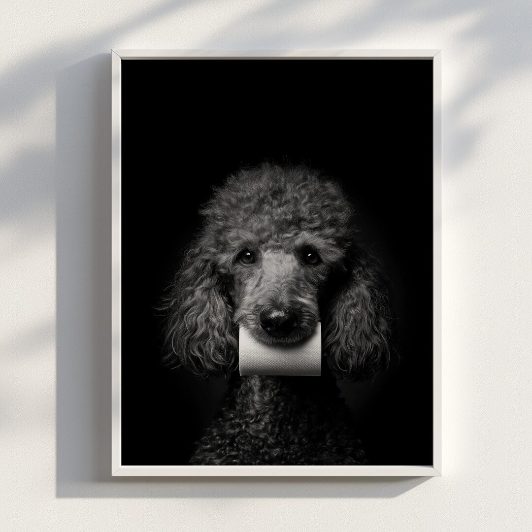 Funny Poodle With Toilet Paper in Mouth Black & White Photo Portrait ...