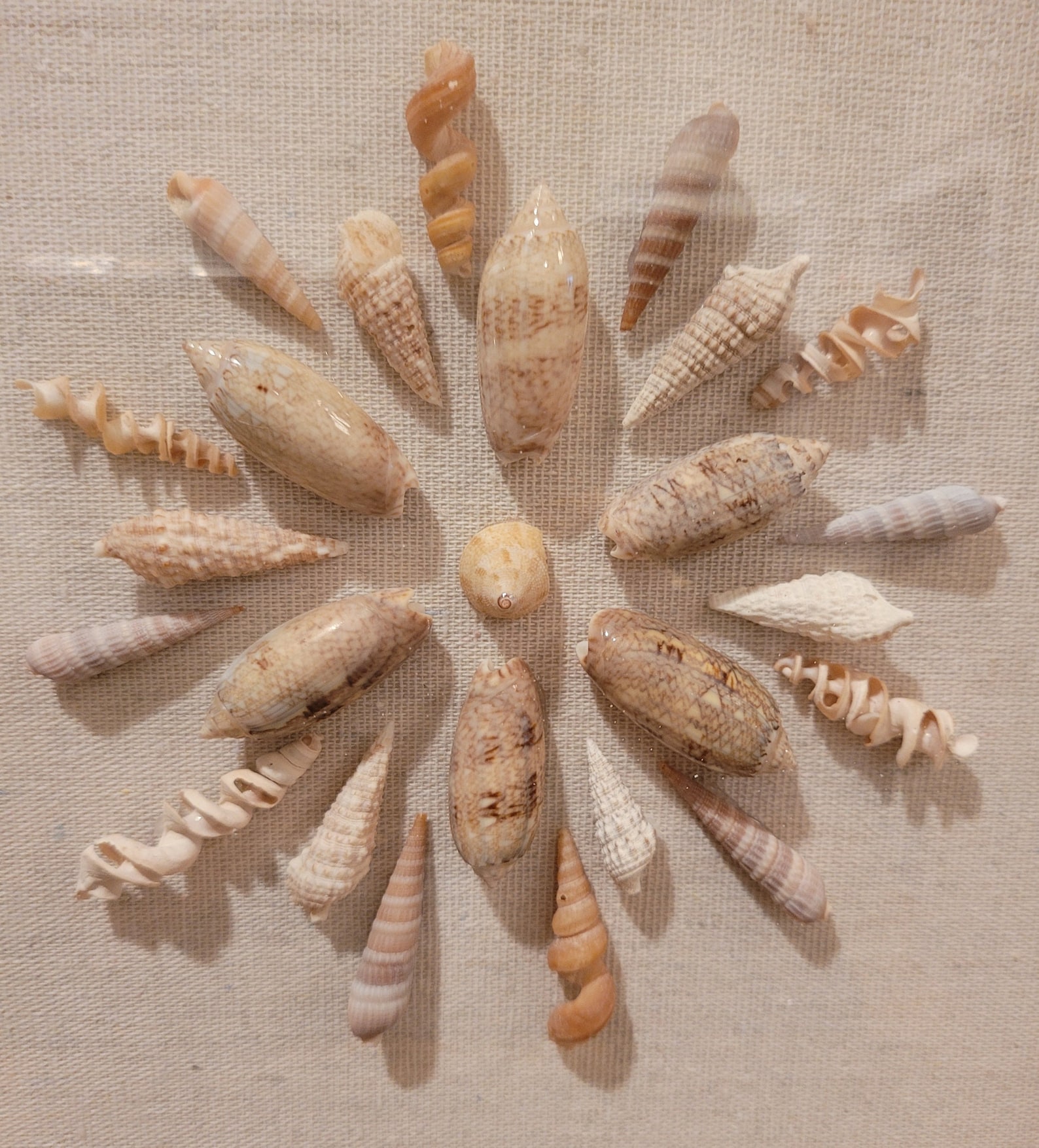 Handmade Shell Art - Starburst - Etsy