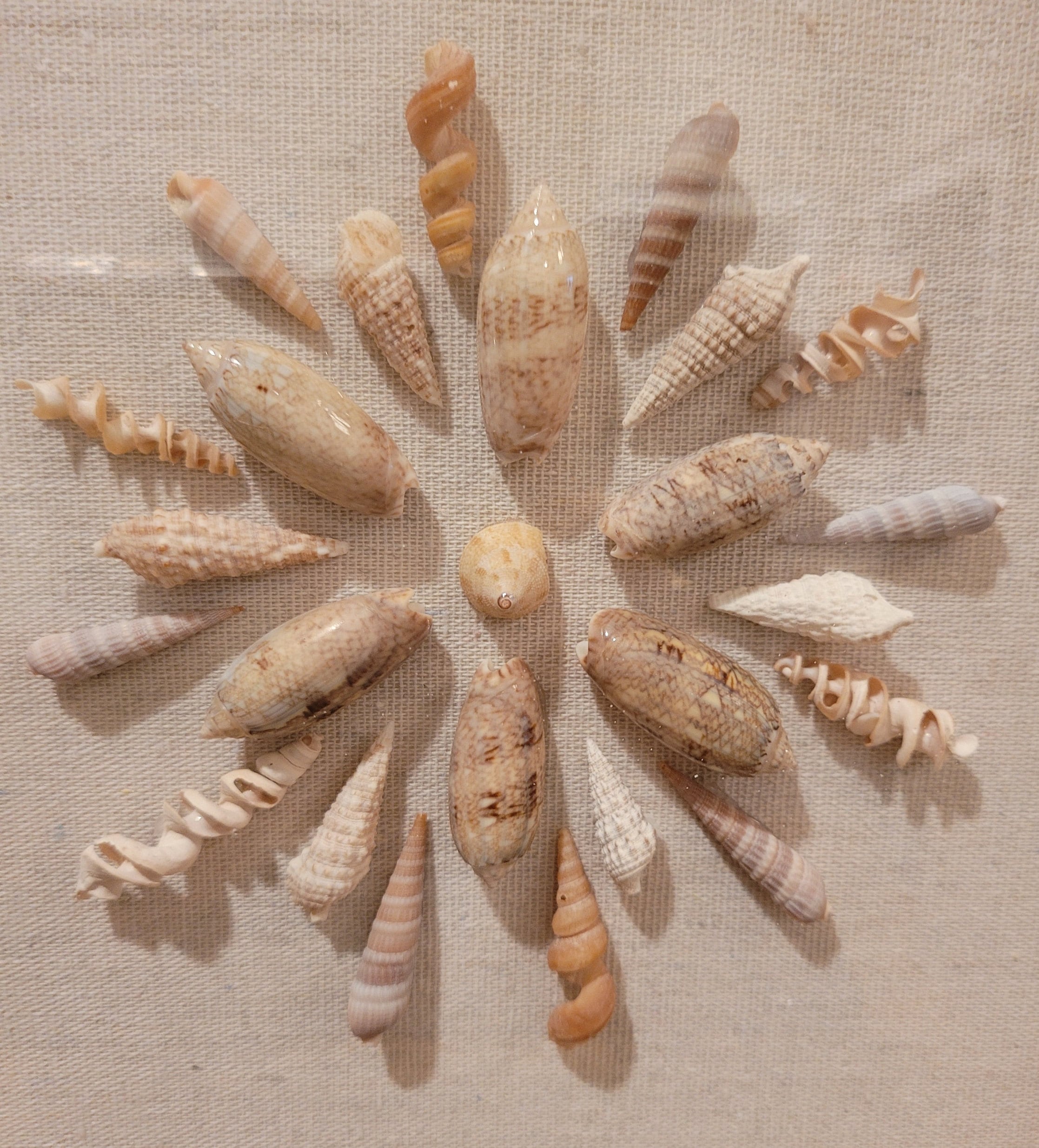 Handmade Shell Art - Starburst - Etsy