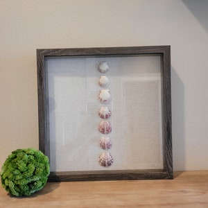 Handmade Shell Art - Calico Scallop Shells - Etsy