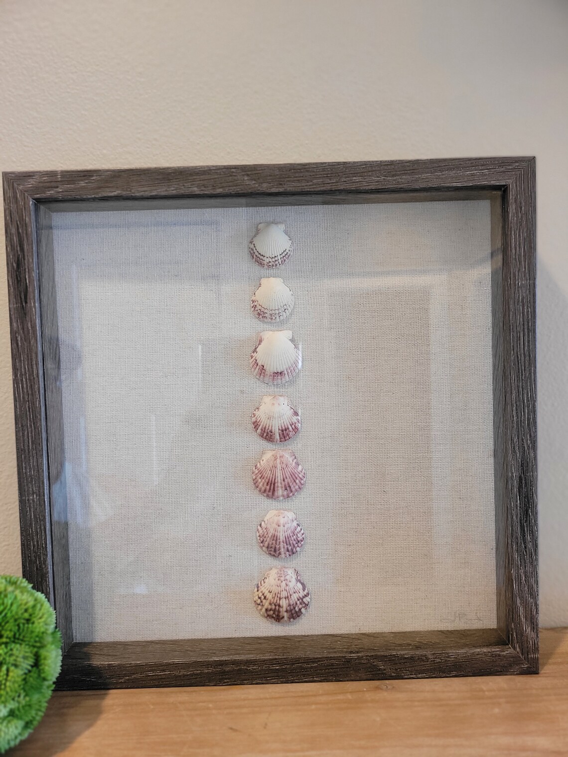 Handmade Shell Art Calico Scallop Shells - Etsy