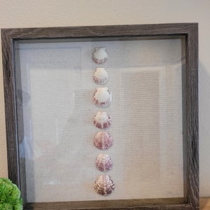 Handmade Shell Art Calico Scallop Shells - Etsy