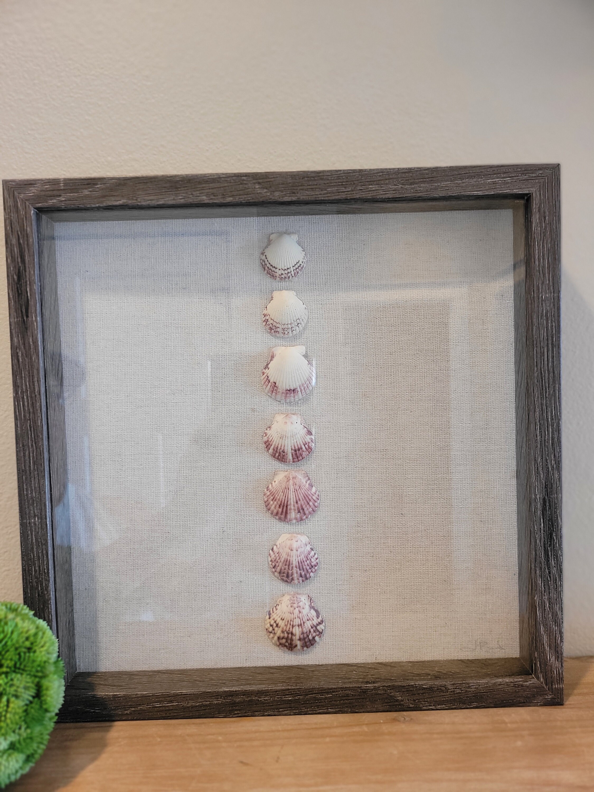 Handmade Shell Art Calico Scallop Shells - Etsy